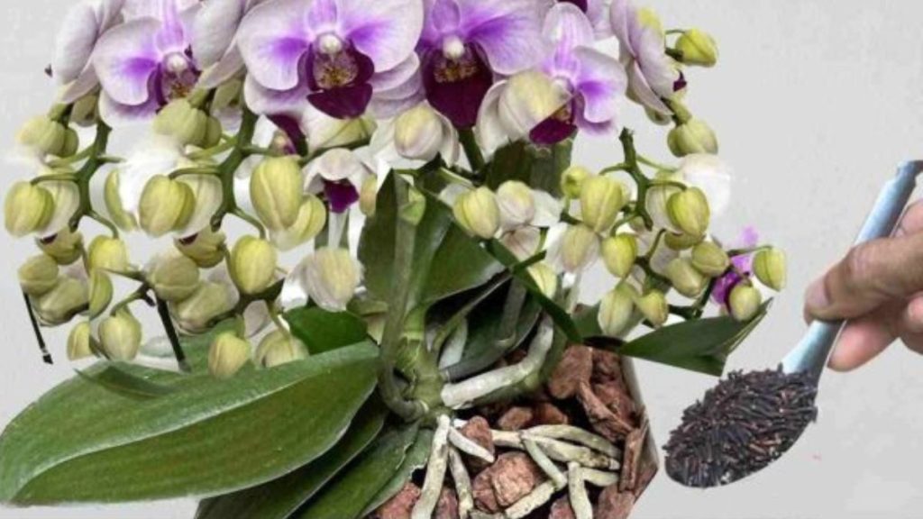 Avec Ce Mélange Dinnombrables Orchidées Poussent En Quelques Semaines