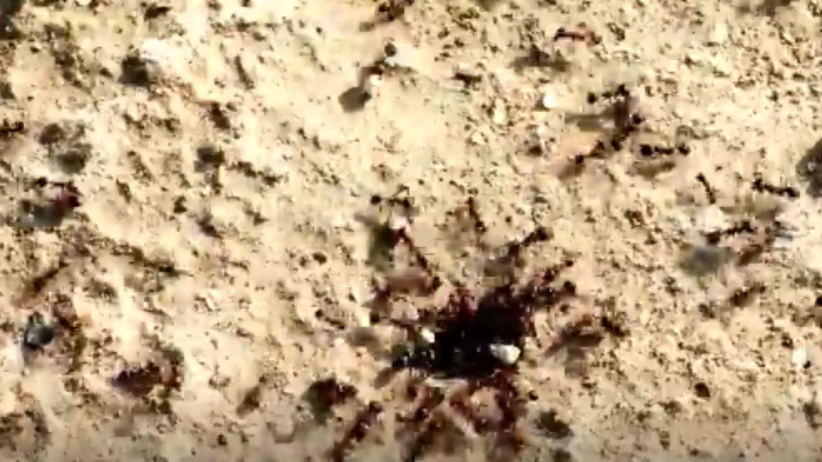 Comment éloigner les fourmis ? Nos cinq méthodes naturelles ET ... Comment éloigner les fourmis ? Nos cinq méthodes naturelles ET ...