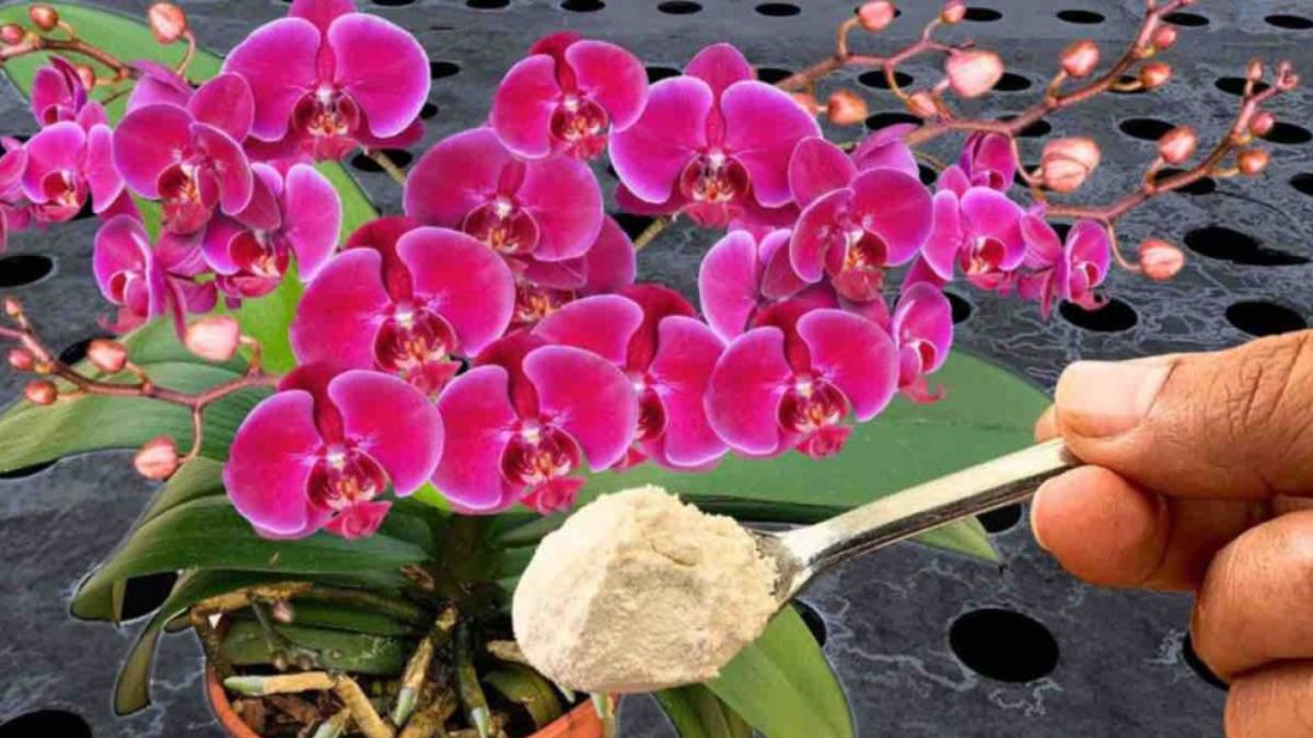 Faites Cela Et Vos Voisins Vous Demanderont Comment Avoir Des Orchidées