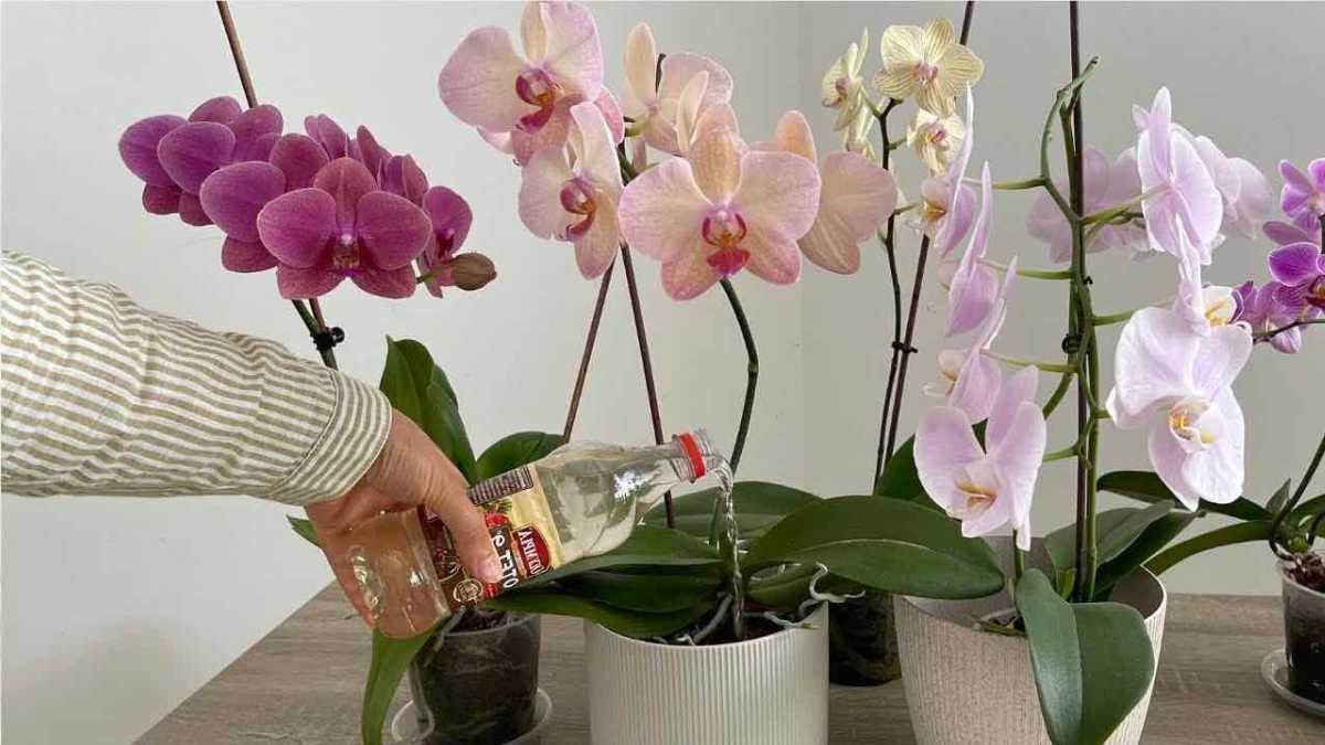 Les Orchidées Ne Dureront Longtemps Que Si Vous Les Arrosez Avec Cet