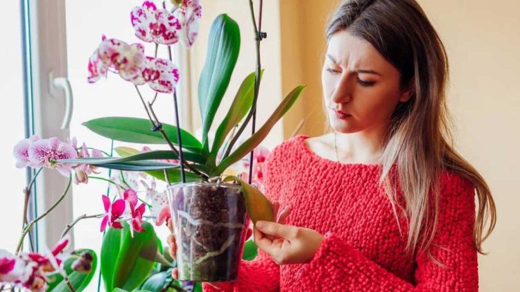 Ces 5 Conseils Pourraient Sauver Vos Orchidées Comment Conserver